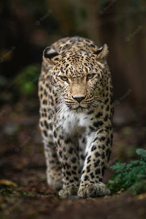 Premium Photo Persian Leopard
