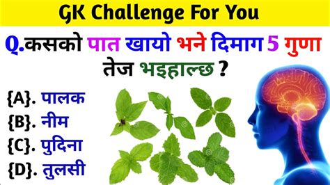 कसको पात खायो भने दिमाग तेज़ हुन्छ Gk Questions And Answers In Nepali