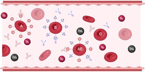 Primary Antibodies Creative Diagnostics