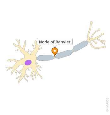 Node Of Ranvier E Anatomy Imaios