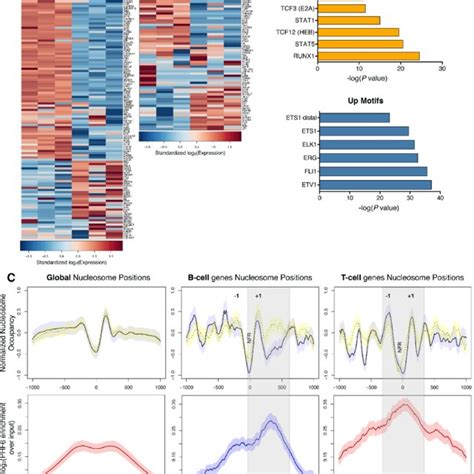 Chromatin Instability Allows For Aberrant T Cell Transcription Factor