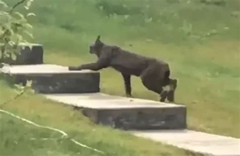 Video Black Lynx Caught On Camera For The First Time Ever