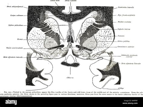 Brain And Spinal Cord 1912 Is A Detailed Manual Focusing On The