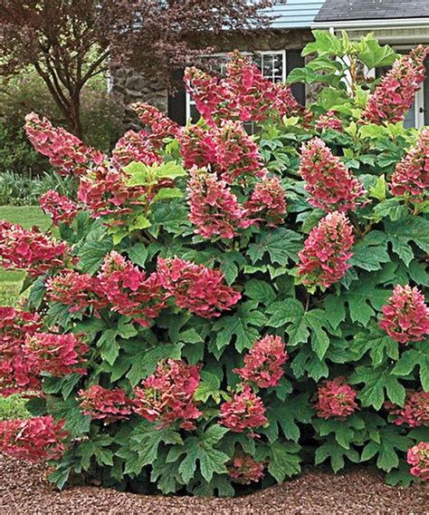 Look At This Live Ruby Slippers Oak Leafed Hydrangea Set Of Two On