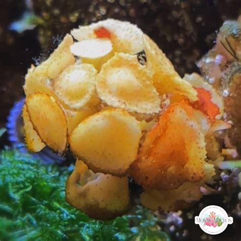 Phaeophyta Brown Algae Mosaicmacros