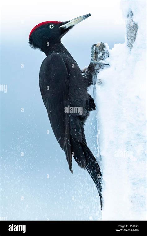 Black Woodpecker Dryocopus Martius On A Snowy Tree Trunk Kuusamo