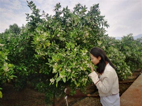 有一种叫云南的生活｜花香阵阵！玉溪华宁万亩桔花迎春开 知乎