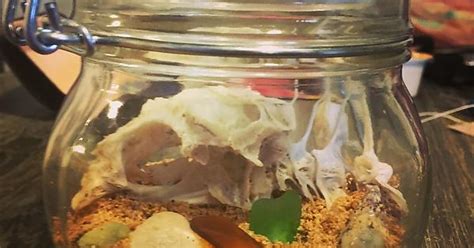 Sea Turtle Skullvertebrae Display I Just Put Together Album On Imgur