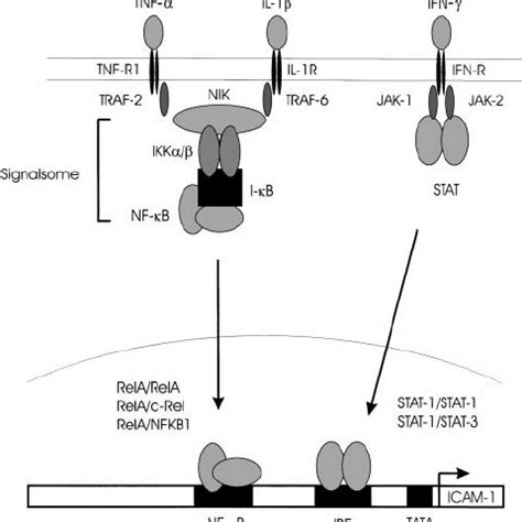 Structure And Regulation Of The Icam 1 Promoter The Icam 1 Promoter