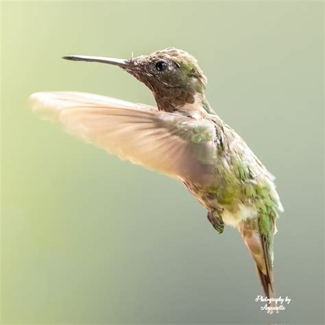 BirdsnStuff On Twitter Ruby Throated Hummingbird In Flight Https T