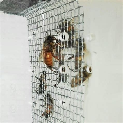 Images Showing Optimal Method Of Collecting Honey Bee Hemolymph Honey