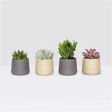 Large Succulent Set Big Succulents For Pots Patch