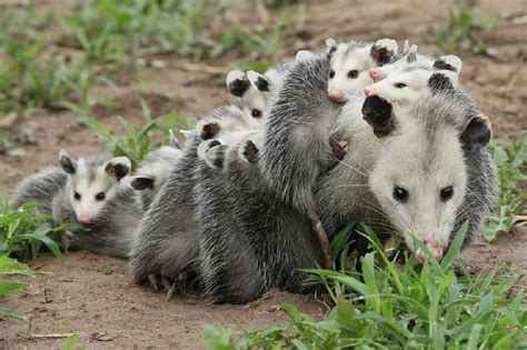 버지니아주머니쥐 Virginia Opossum 네이버 블로그