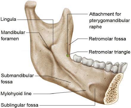 Visual Anatomy 視覚解剖学
