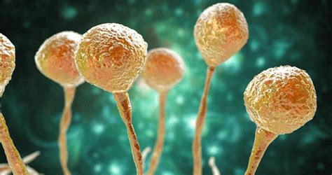 Plant Pathogens Fundamentals For Indoor Growers Zipgrow Inc