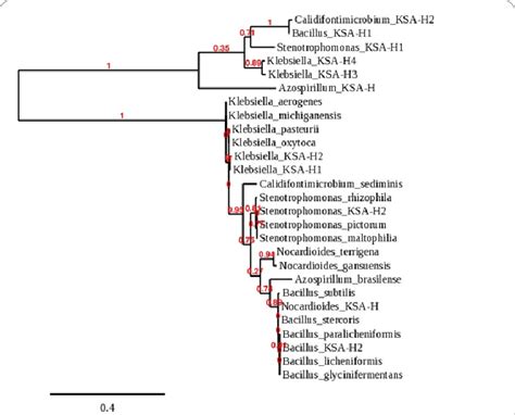 Phylogeny Analysis Of The Different Isolates Obtained From Wheat