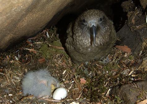 Protecting The Cheeky Shades Of Green Conservation Blog