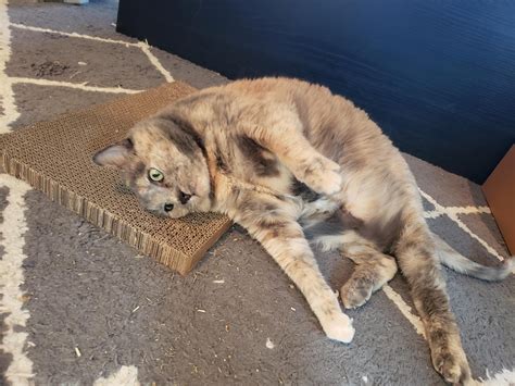 Catnip Is A Helluva Drug Reyebleach