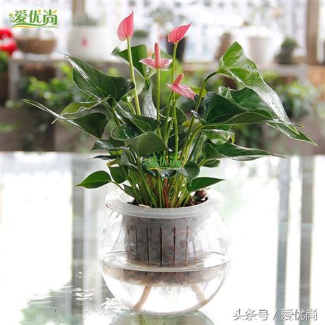 簡單易養的水培植物 每日頭條