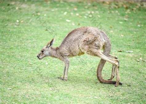 110000 Kangaroo Photography For Art Templates Free Graphic Design Templates Psd Download