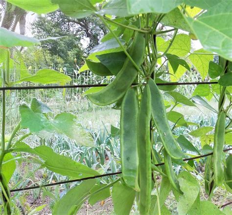 German Butter Bean Organic Seed Savers Exchange