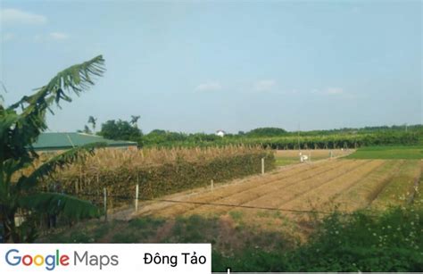 Vietnamese Dong Tao Chicken Care Guide Horizon Structures