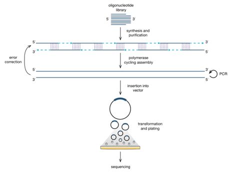 معرفی تکنیک Polymerase Cycling Assembly یا Pca دکتر مجازی
