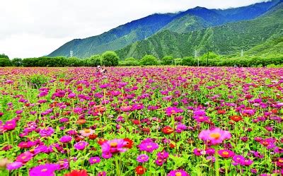 绽放在生命禁区的格桑花老西藏精神孔繁森精神述评 新闻频道 央视网 cctv
