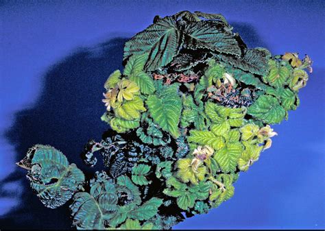 Blackberry Psyllid On Brambles Scouting Guide For Problems Of Fruit