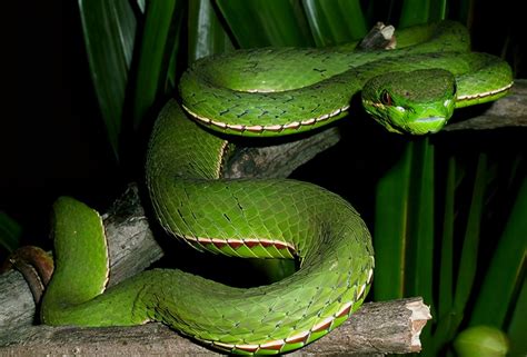 The Green Bamboo Leaf Snake Actually Used A Beauty Trick To Molested