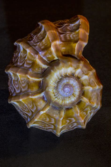 Harpa Shell Portrait Photograph By Robert Storost Fine Art America