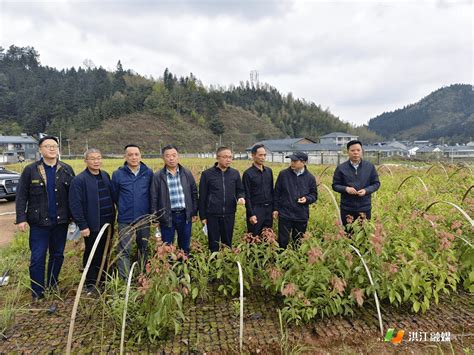 微洪江丨中国林业科学研究院专家调研团来洪开展调研活动发展产业湖南省