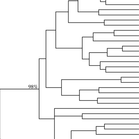 Upgma Dendrogram Based On The Mean Rapd Null Allele Frequencies The