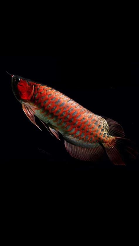 血紅龍手機壁紙祝大家紅紅火火年年有魚 每日頭條