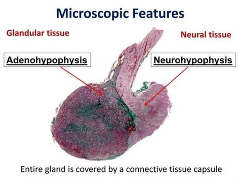 Histology Pitutary Glandpptx