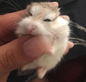 動物圖集可愛萌萌的小刺蝟 每日頭條