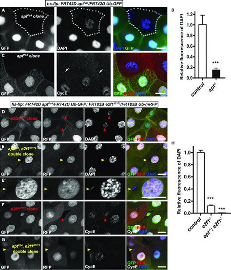Apt Is Required For Endoreplication And Cyce Expression In The Salivary