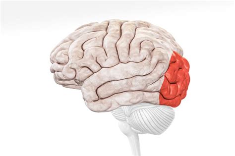 Occipital Lobe Stock Illustrations 1063 Occipital Lobe Stock