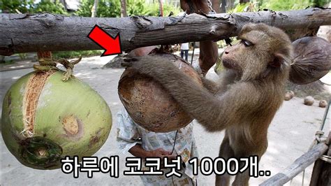 평생 코코넛을 따는 운명의 원숭이 몽키 프리 코코넛을 아시나요 Youtube