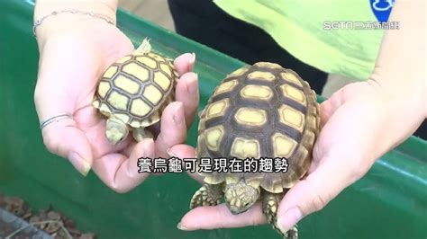 陪伴系萌寵入門款陸龜1千元輕鬆入手 投資特殊龜種年收破百萬 Yahoo奇摩時尚美妝