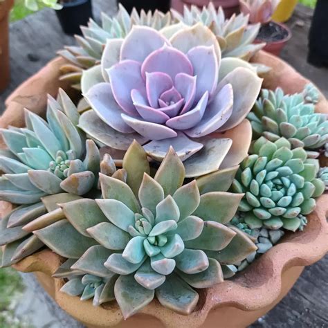 Az összes Bejegyzés • Instagram Succulents Plants Instagram
