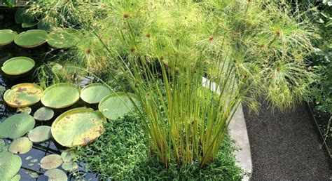 Papiro Cyperus giganteus Uma Planta Aquática Surpreendente