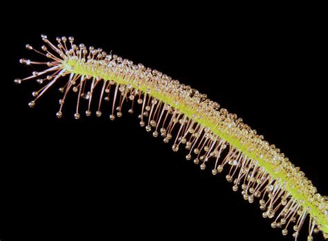 D Capensis Alba Photograph By Ricardo Oliveira Fine Art America