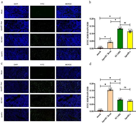 Apoptosis Assay For The Level Of Pathological Lesion In Lung Tissues