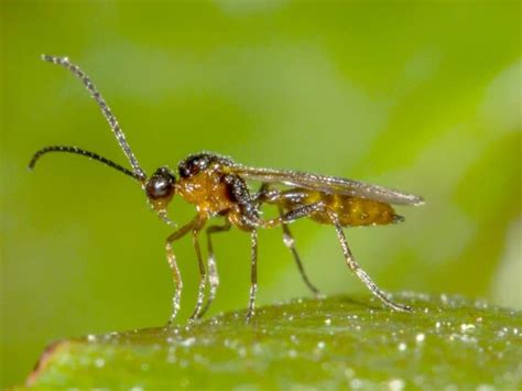 Aphidius Matricariae Beneficial Insects For Cannabis Plantsman