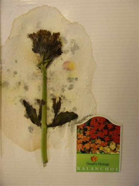 Bio432 Examples Bio432 Examples