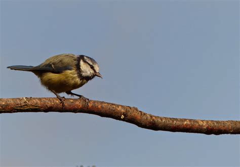 Feathers Birding Blog Beak Deformities In Garden Birds