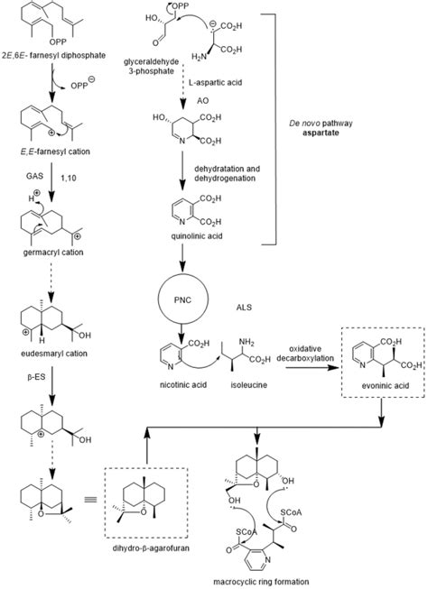 Schematic Representation Of The Proposed Pathway For The Biosynthesis Download Scientific