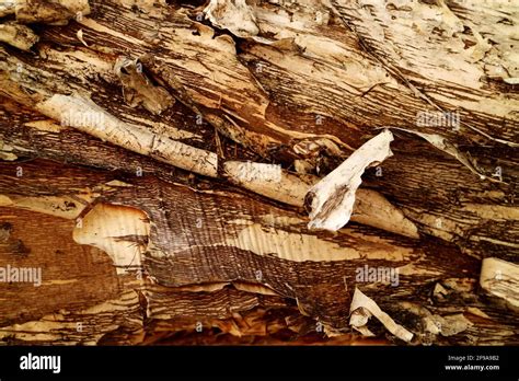 Australian Paperbark Tree Hi Res Stock Photography And Images Alamy