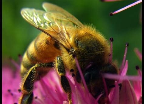 Parasites Infect Bees Exposed To Pesticides And Fungicides Organic